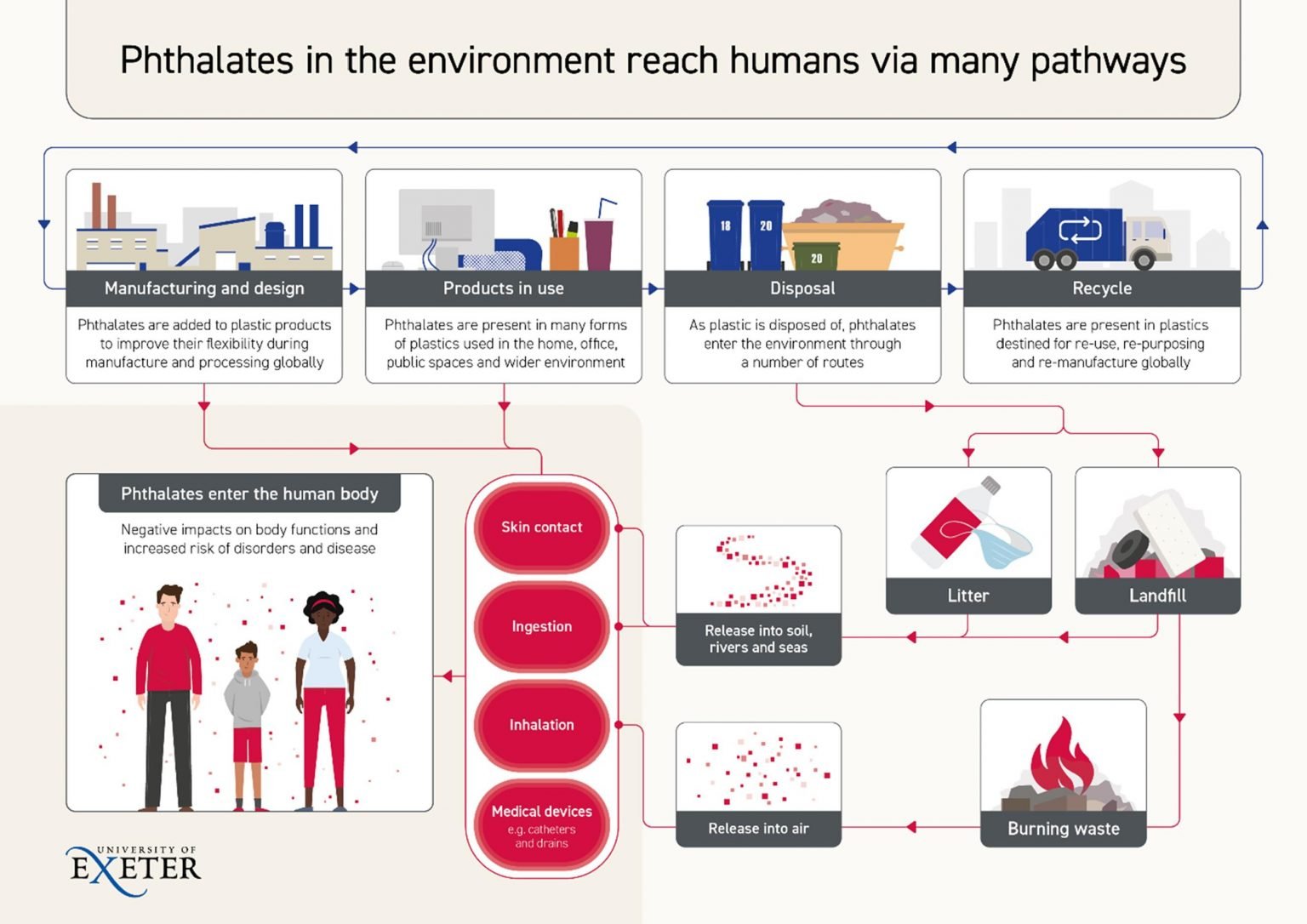 Are phthalates causing a decline in male fertility? - Health Feedback